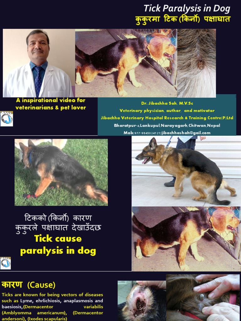 Tick Paralysis in Dog-Dr - Jibachha Sah | Download Free PDF | Lyme ...