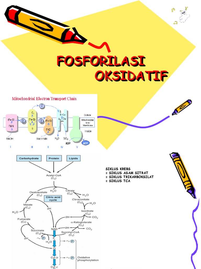 Biokimia Siklus Kreb Dan Fosforilasi Oksidatif Dr. Retno Sintowati | PDF