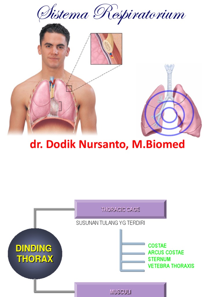 Anatomi Systema Respiratorium Dr. Dodik | PDF | Respiratory Tract | Lung