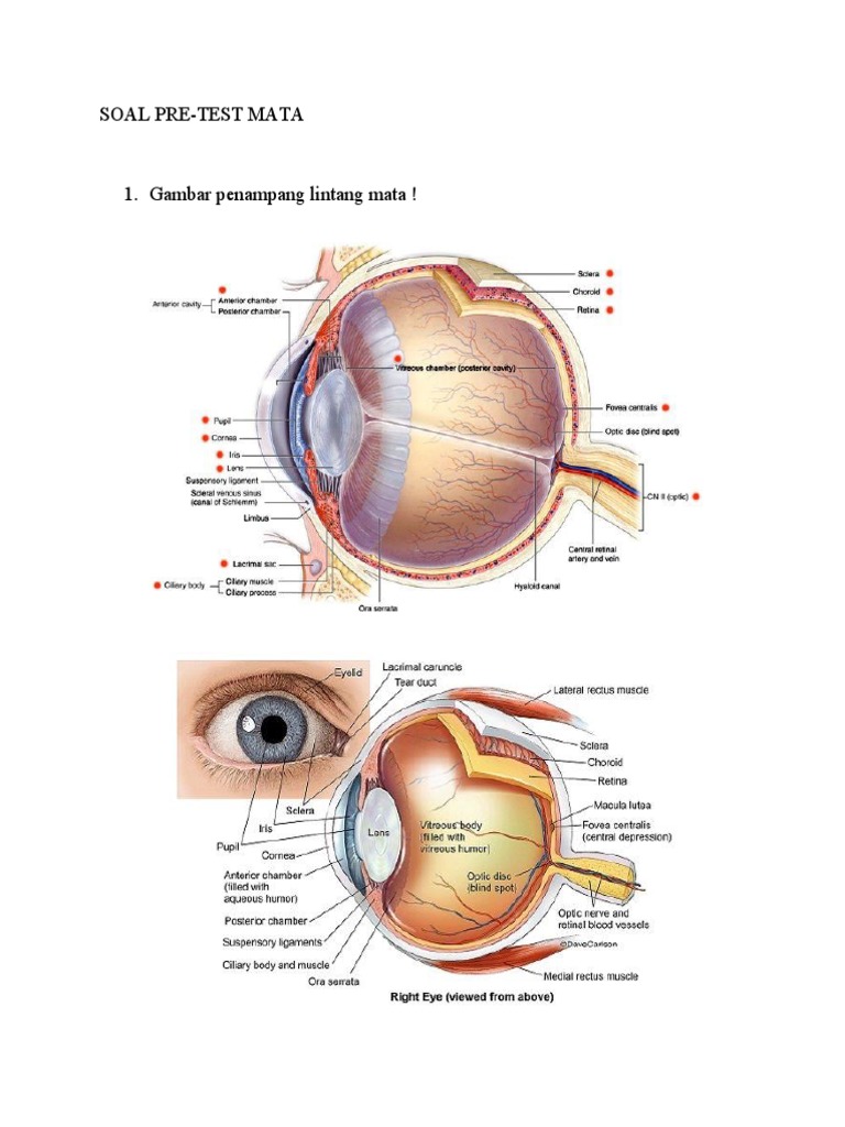 Pre-Test Mata | PDF | Sains & Matematika