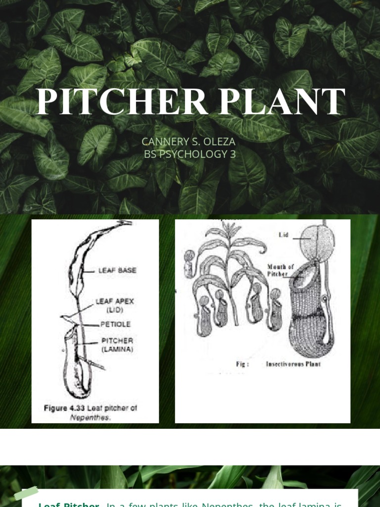 Pitcher Plant: Cannery S. Oleza Bs Psychology 3 | PDF | Organisms | Plants