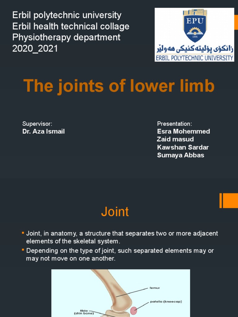 Joint of Lower Limb | PDF | Foot | Human Leg
