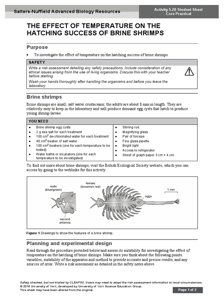 A Level Biology A Core Practical 13b - Brine Shrimp Hatching | PDF ...