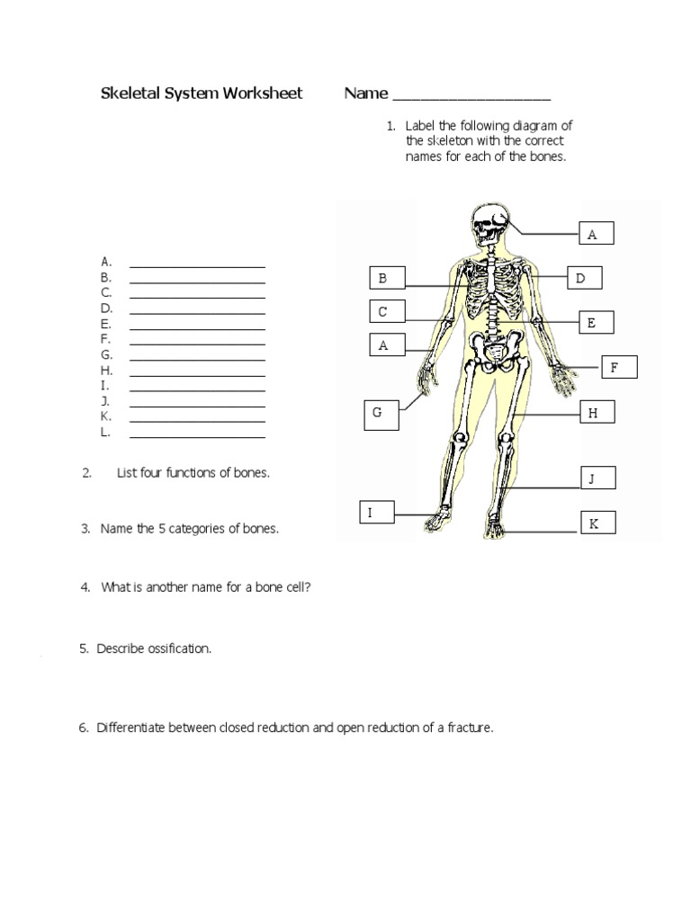 ATS-12 - Skeletal System Worksheet - JM | PDF | Skeleton | Bone