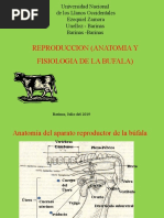 Anatomía y Fisiologia de La Jirafa | PDF