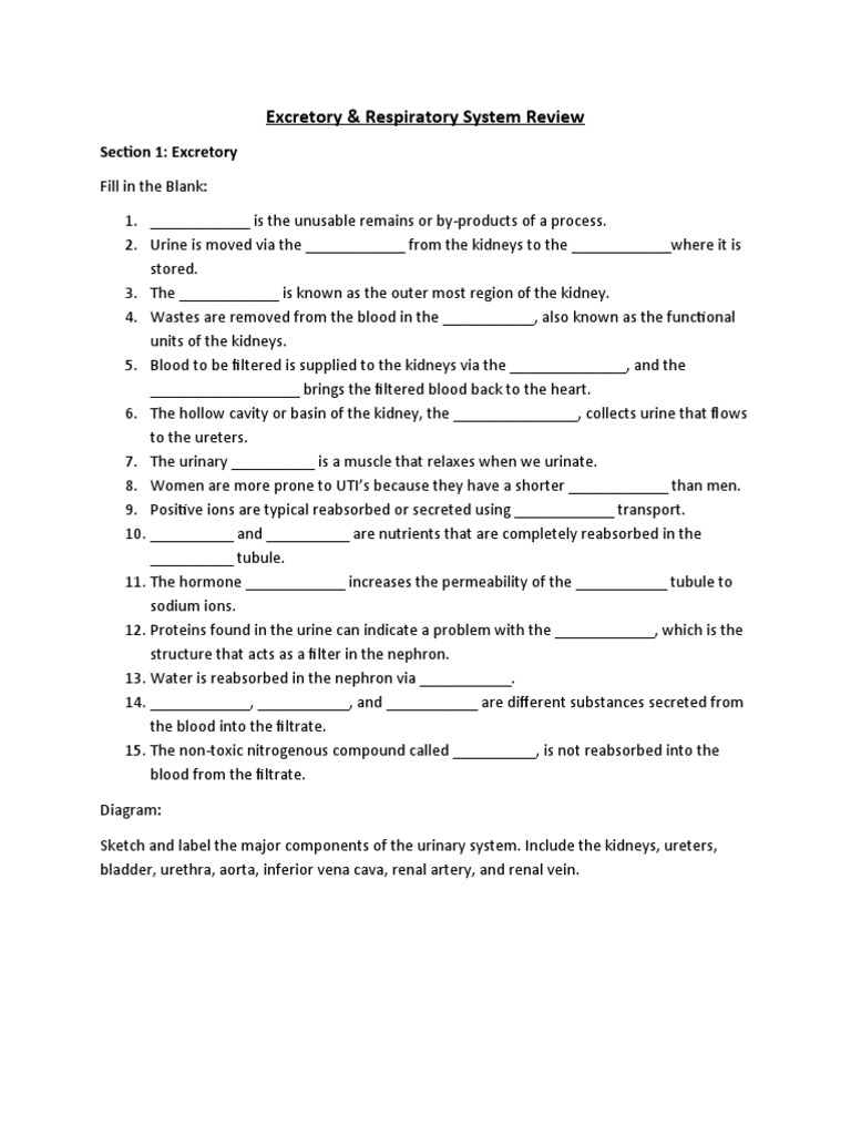 Excretory-Respiratory Unit Exam Study Guide | PDF | Kidney ...