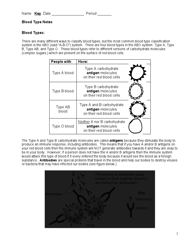 Blood Notes and Activity KEY | PDF | Blood Type | Dominance (Genetics)