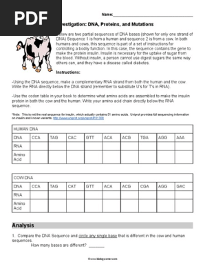 From Dna To Protein Worksheet DNA To Proteins (Insulin) | PDF