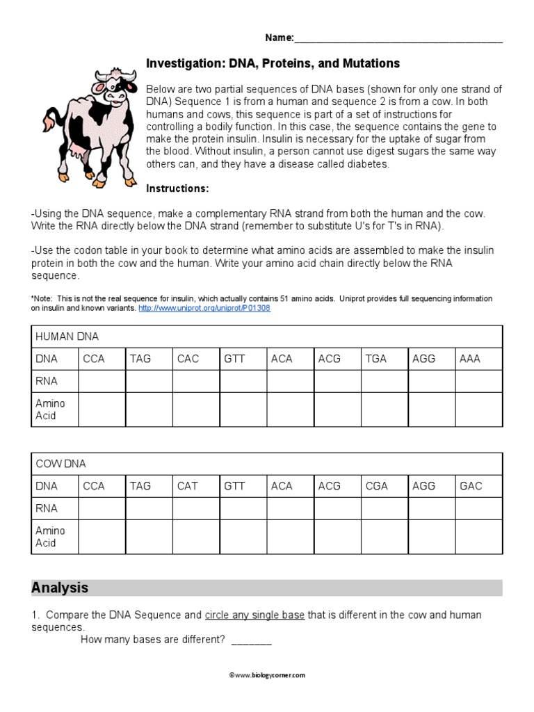 DNA To Proteins (Insulin) | PDF | Genetic Code | Nucleic Acid Sequence