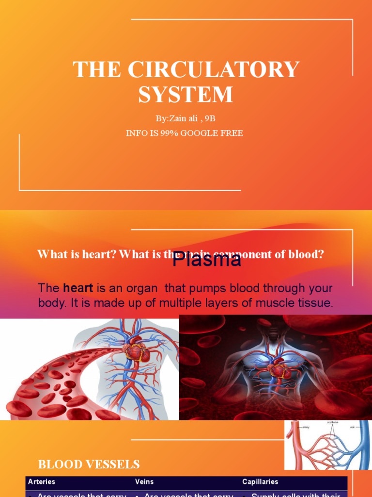 The Circulatory System | PDF