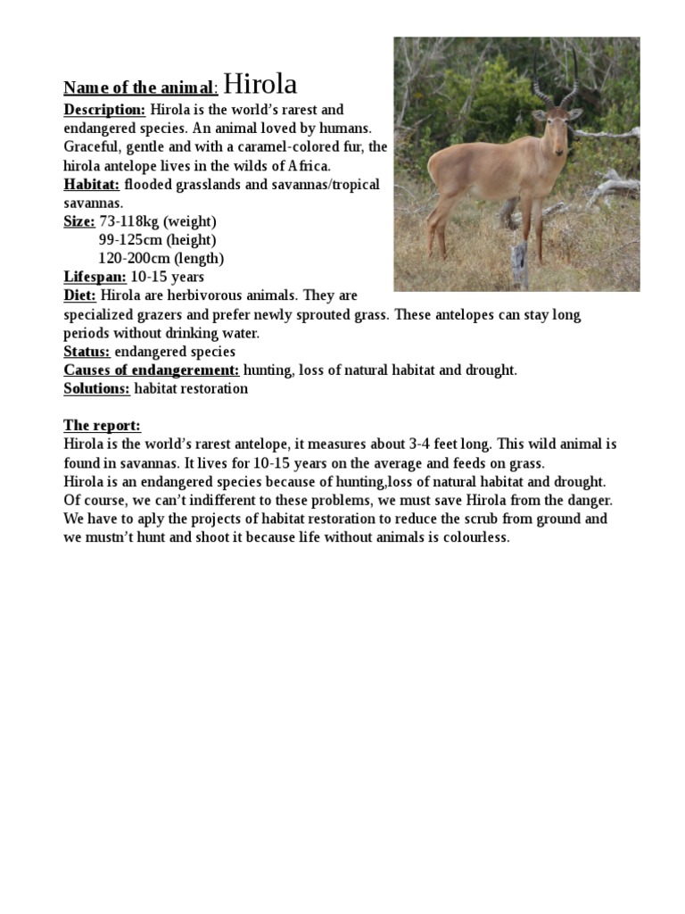 Hirola: Name of The Animal | PDF | Science & Mathematics | Technology ...