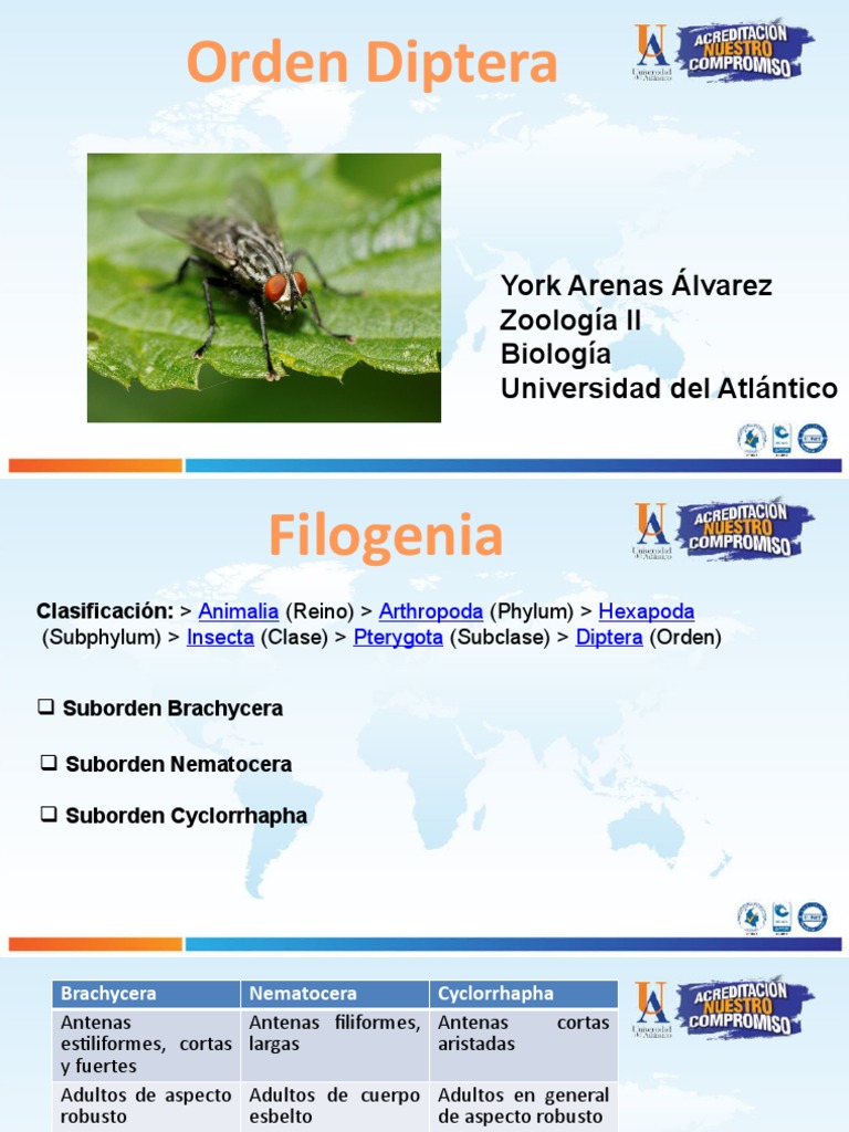 Presentacion Orden Diptera | Descargar gratis PDF | Mosca | Insectos