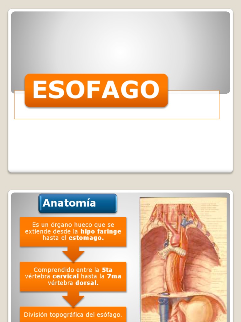ESOFAGO | PDF | Esófago | Nervio vago