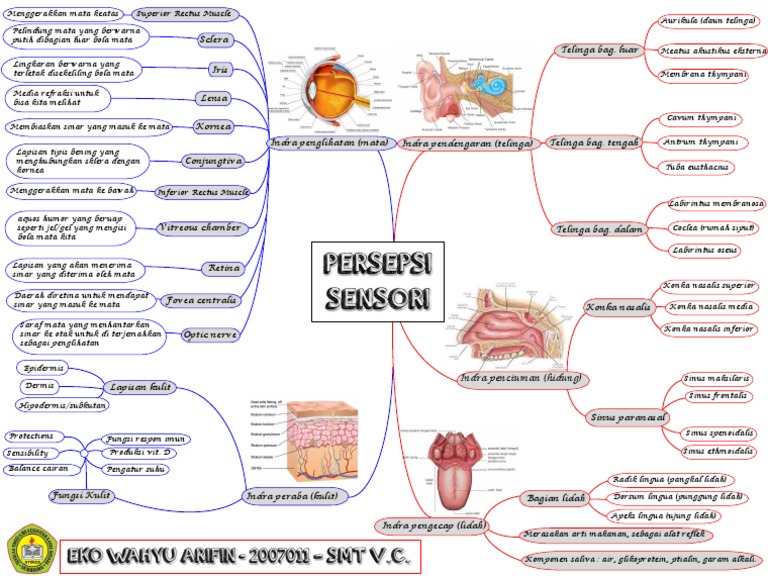 Mind Mapping Persepsi Sensori | PDF