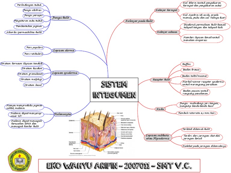 Mind Mapping Sistem Integumen | PDF