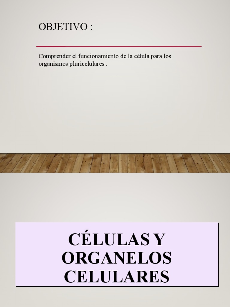 Celula. Repaso 1. | PDF | Biología Celular) | Nucleo celular