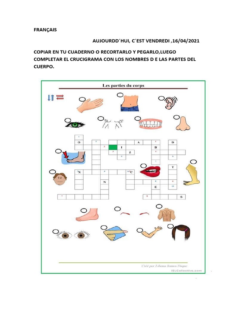 Crucigrama de partes del cuerpo en francés | PDF
