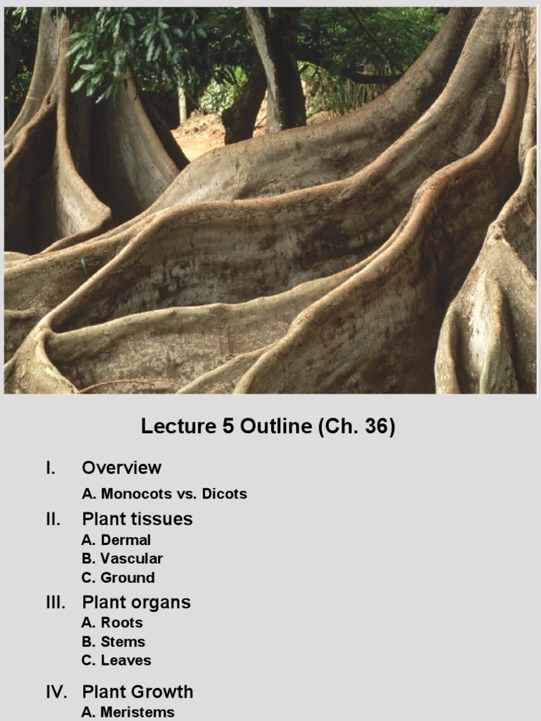 05 - Plant Form | PDF | Plant Stem | Leaf