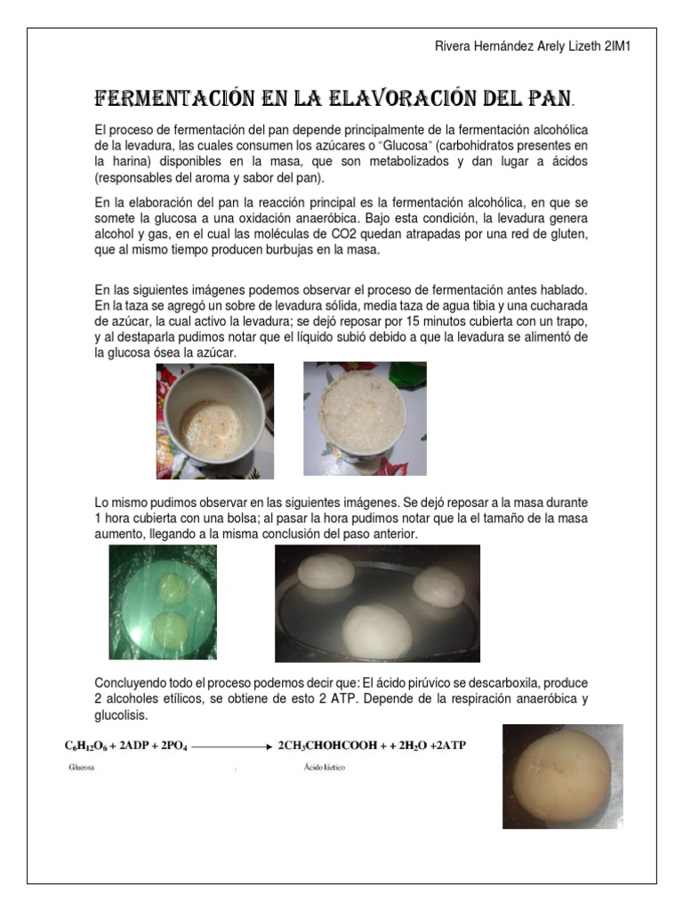 Fermentación en La Elavoración Del Pan | PDF