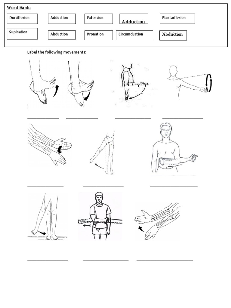 Anatomical Movements Labeling Worksheet | PDF | Language Arts ...