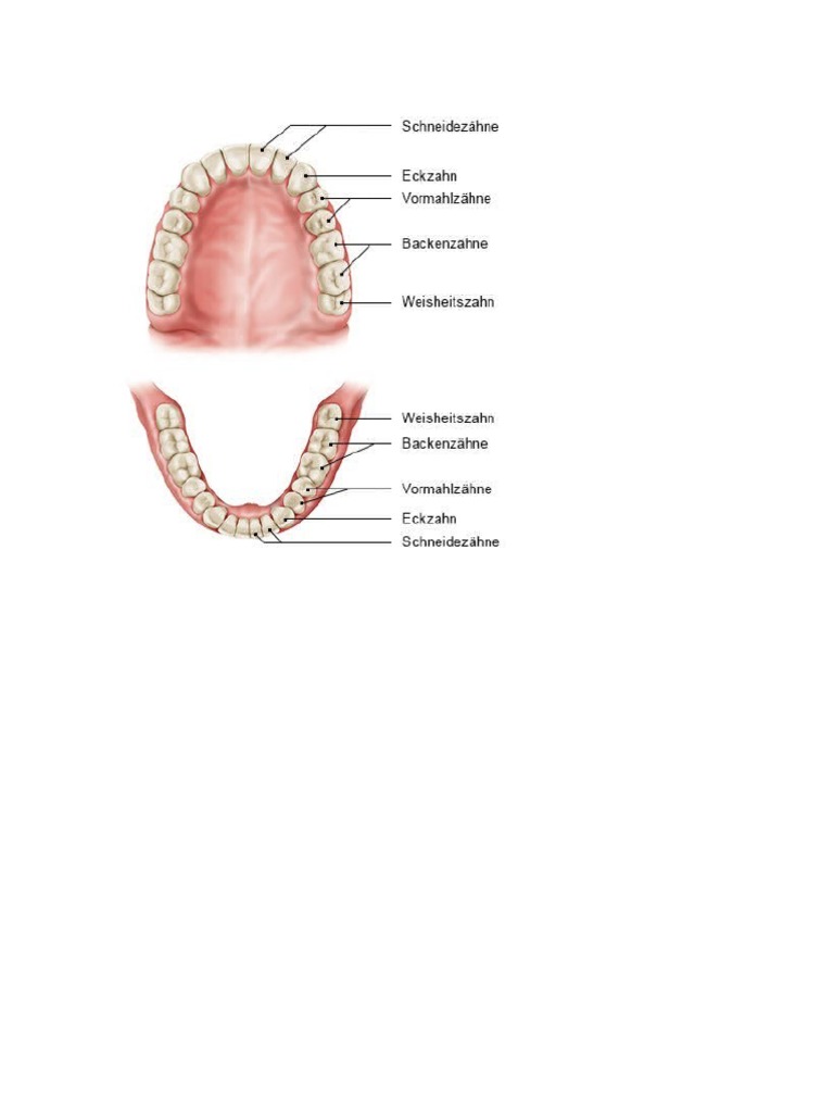 Zahnbeschriftung | PDF