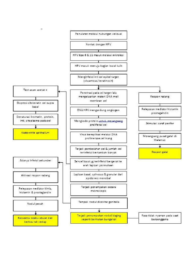 Patofisiologi Kondiloma Akuminata - PNG | PDF