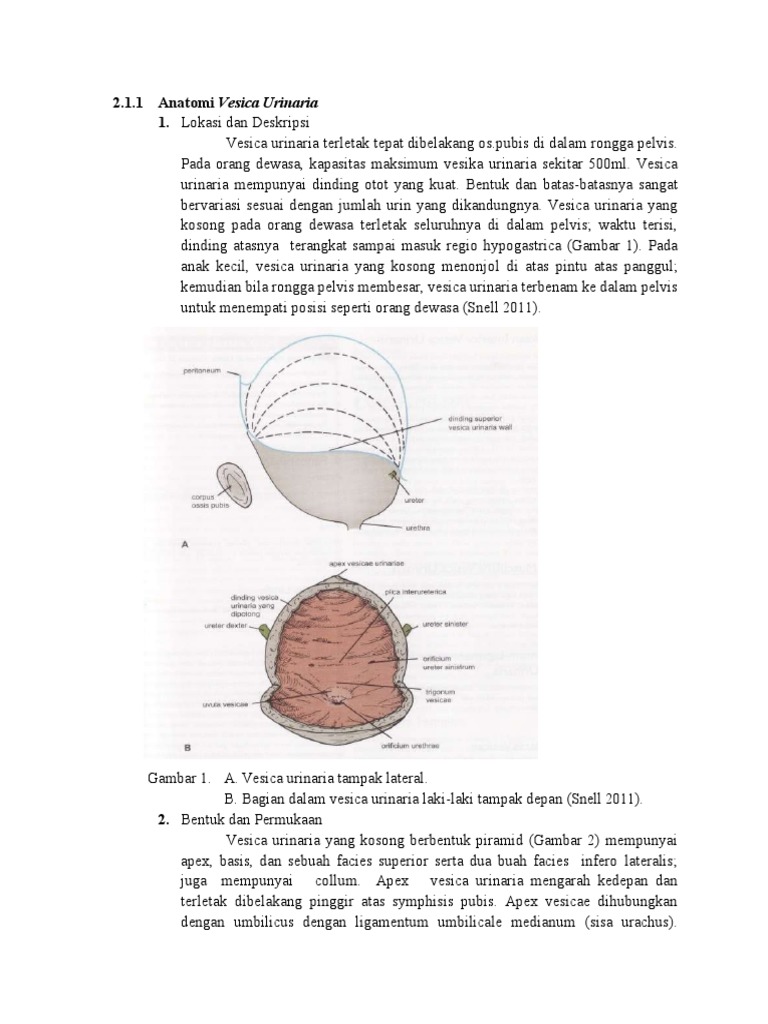 Anatomi Vesica Urinaria | PDF
