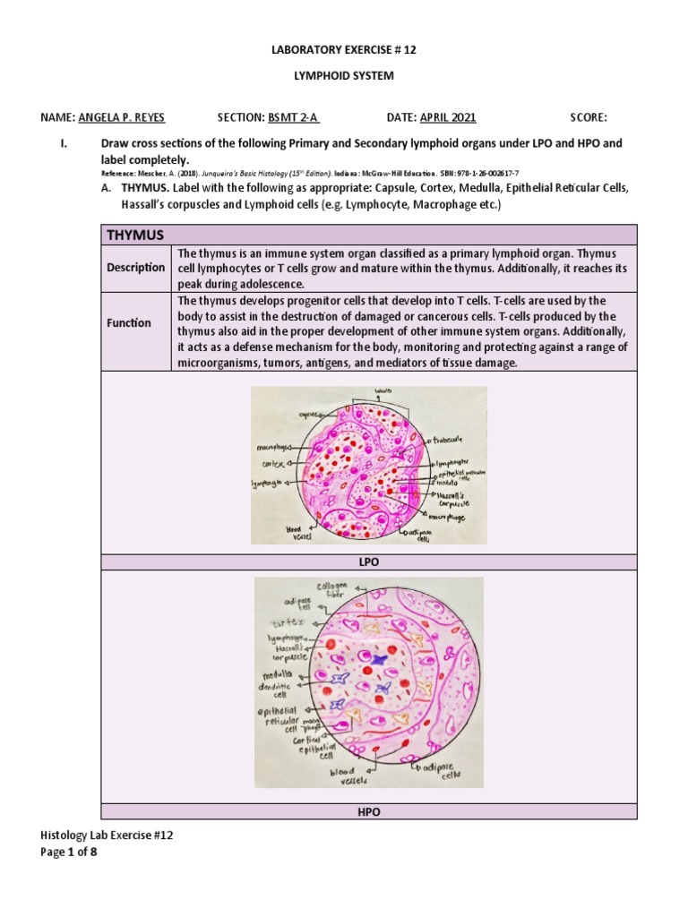 Histo Lab Exercise #12 | PDF | Lymph Node | Lymphatic System