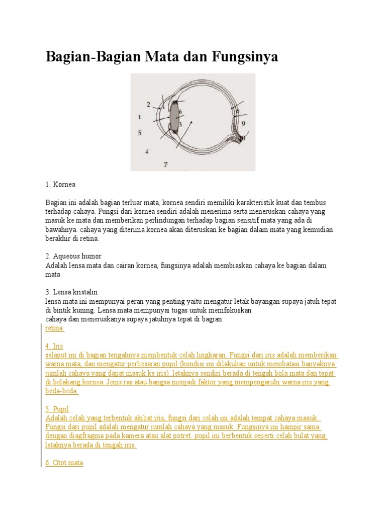 Bagian Bagian Mata Dan Fungsinya | PDF