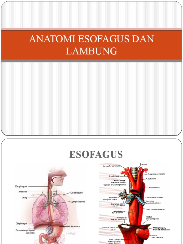 Anatomi Lambung Dan Esofagus | PDF