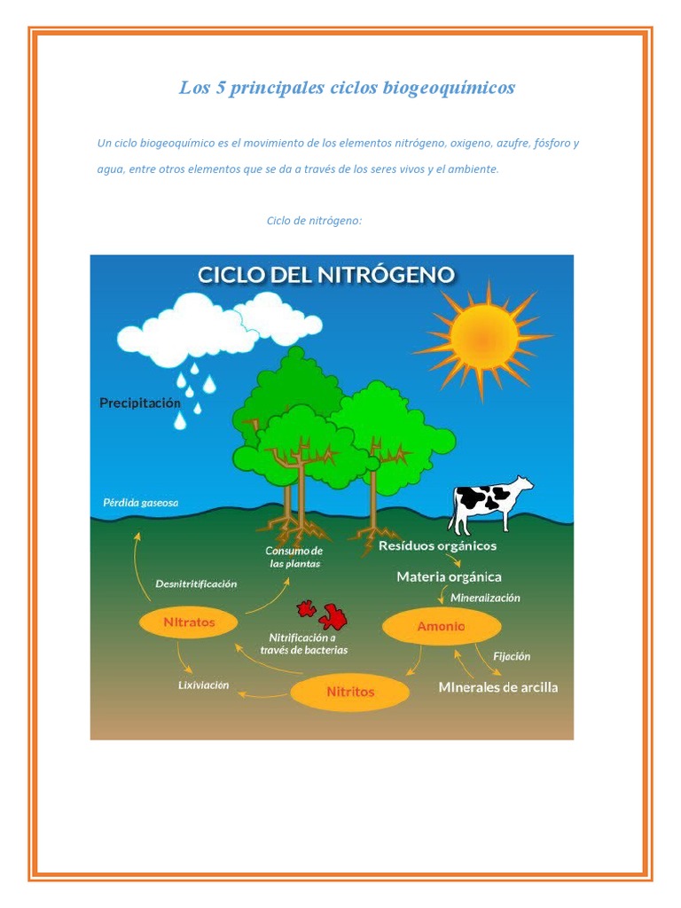 Los 5 Principales Ciclos Biogeoquímicos | PDF