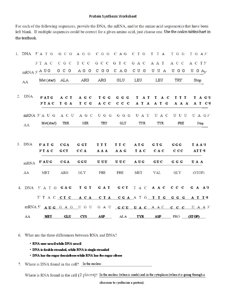 Protein Synthesis Worksheet | PDF | Translation (Biology) | Ribosome