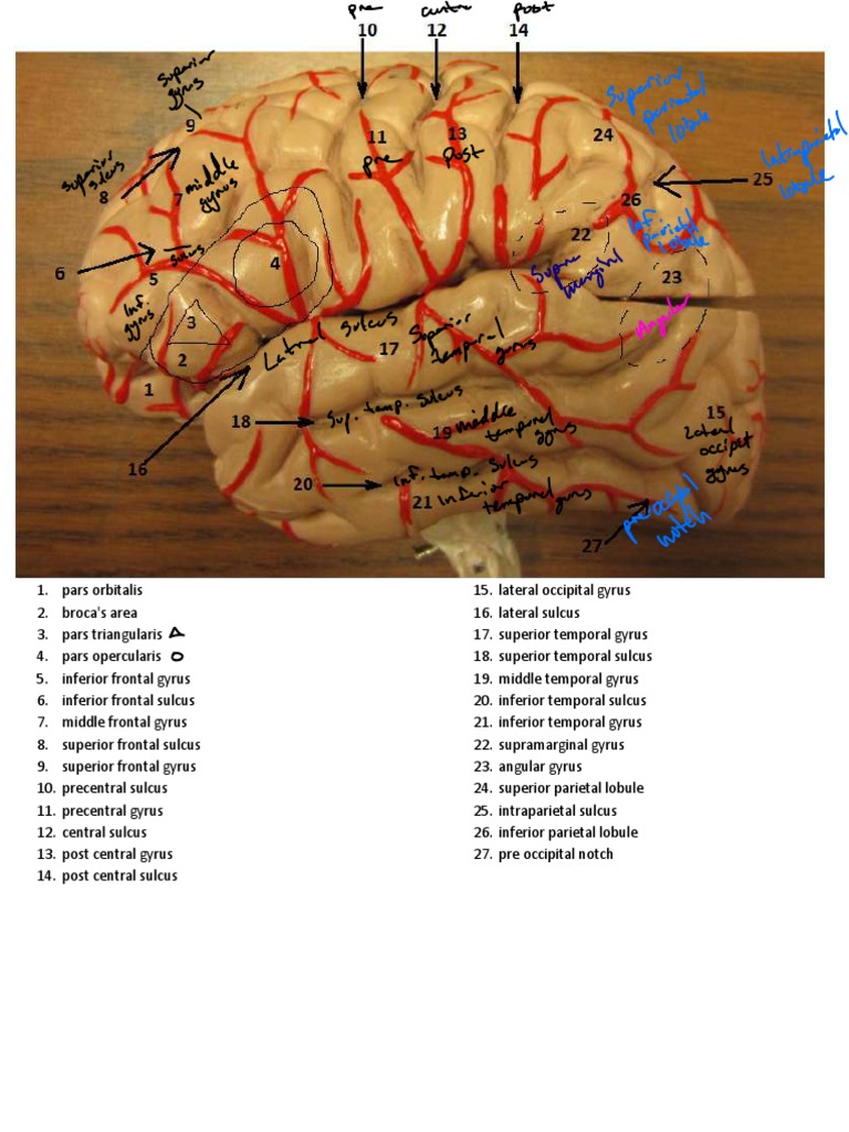 CNS Model Pictures 3383 | PDF | Brainstem | Brain