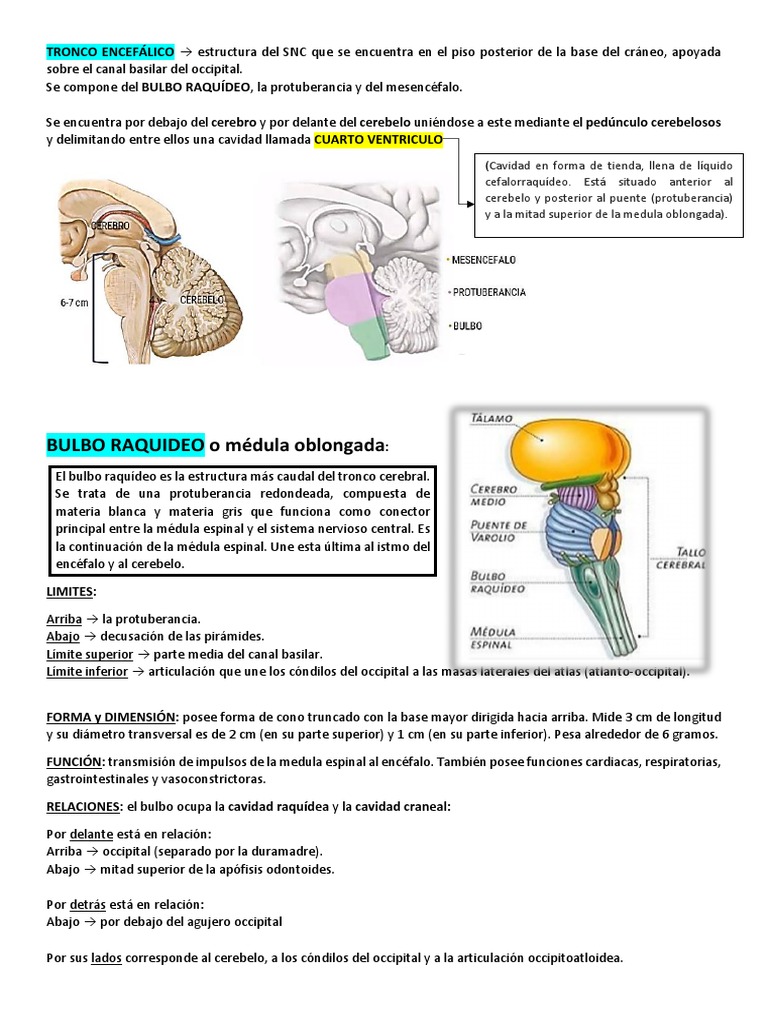 Bulbo Raquideo | PDF | Médula espinal | Cerebelo
