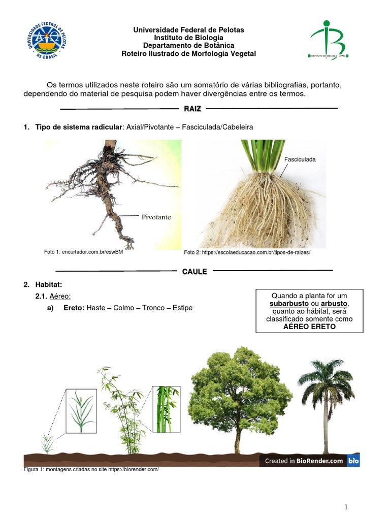 RAIZ e CAULE - Roteiro Ilustrado | PDF | Raiz | Organismos