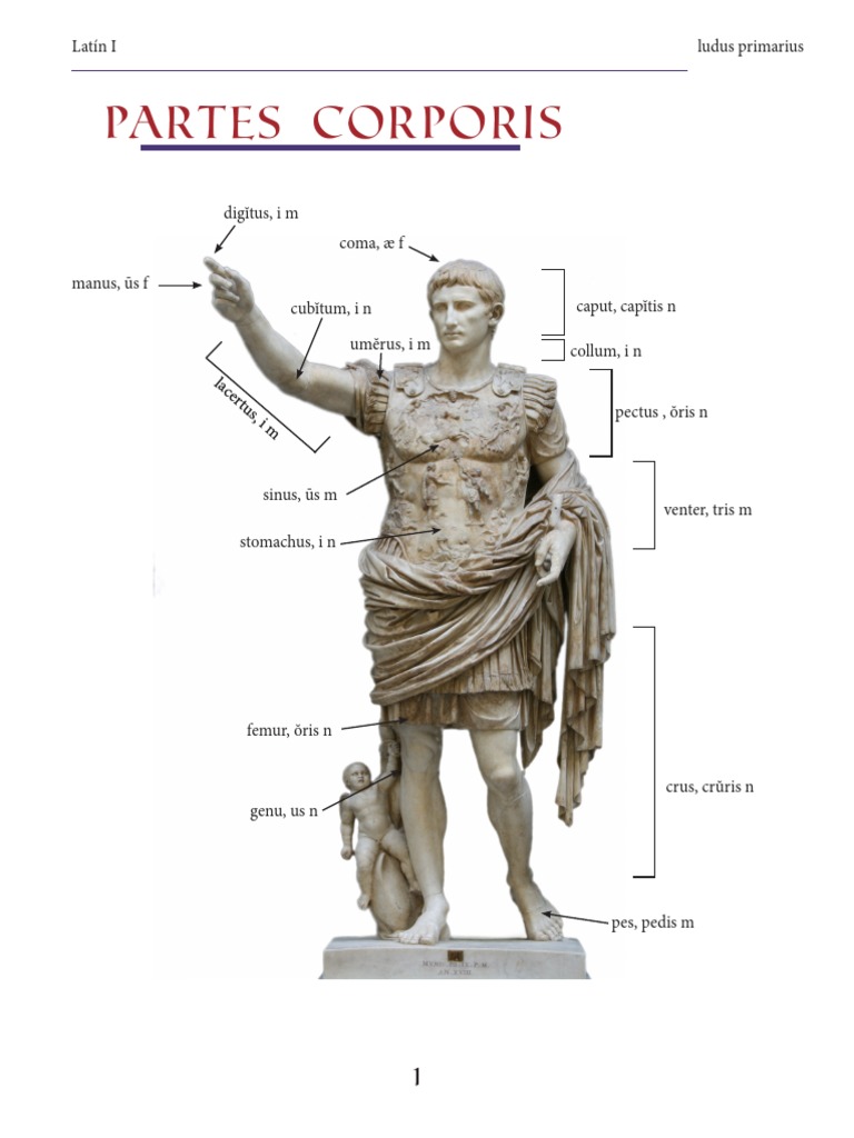 Partes Del Cuerpo En Latín Human Body Parts Vocabulary In Spanish