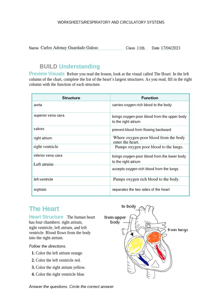 Worksheets-Respiratory and Circulatory Systems | PDF | Circulatory ...