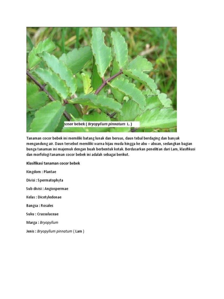 Taksonomi Cocor Bebek | PDF