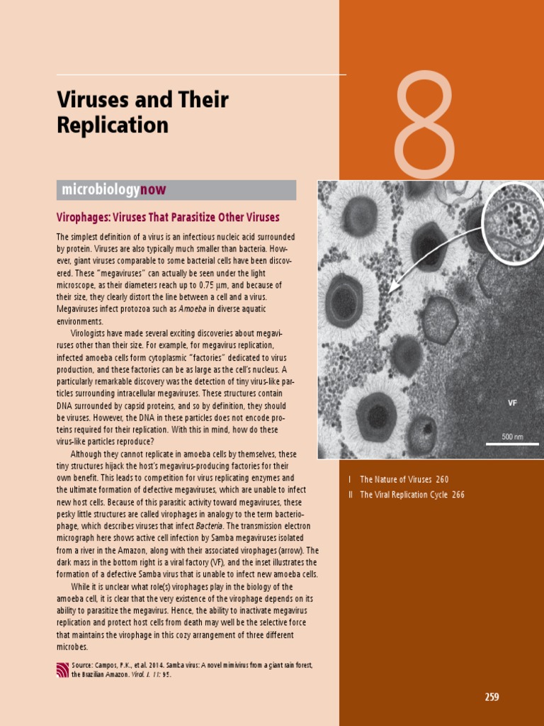 Viruses and Their Replication | PDF | Virus | Bacteriophage