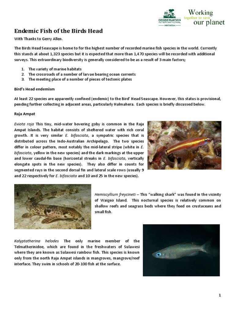Endemic Fish Species of Birds Head | PDF | Fish | Habitat
