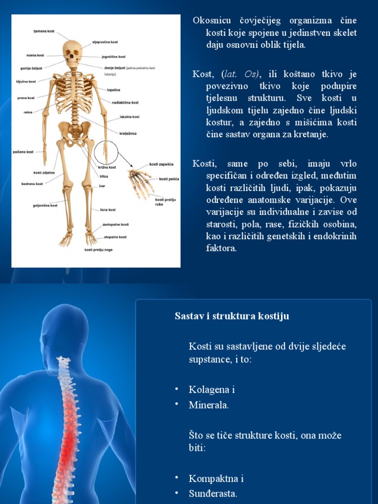 Elementi Funkcija Lokomotornog Aparata - Kosti I Mehaničke Osobine Kosti | PDF