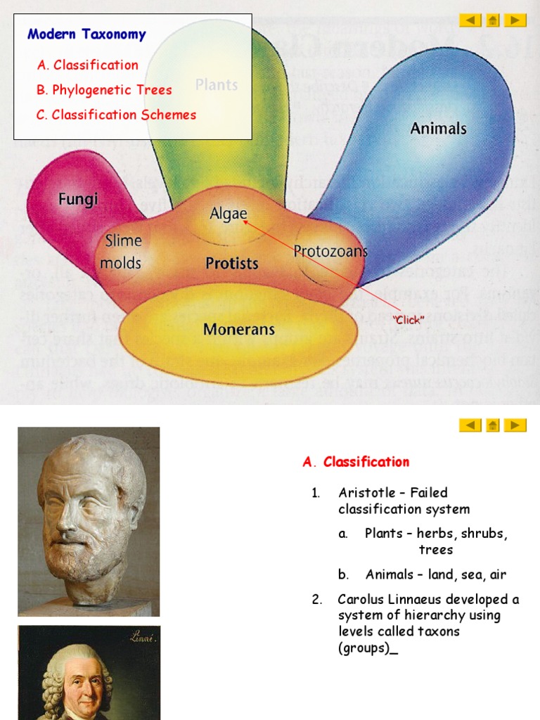 A. Classification B. Phylogenetic Trees C. Classification Schemes | PDF ...