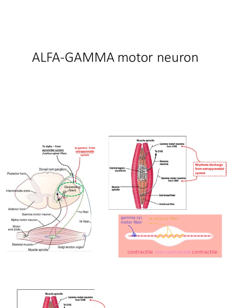 Alpha-Gamma Motor Neuron Pathways | PDF