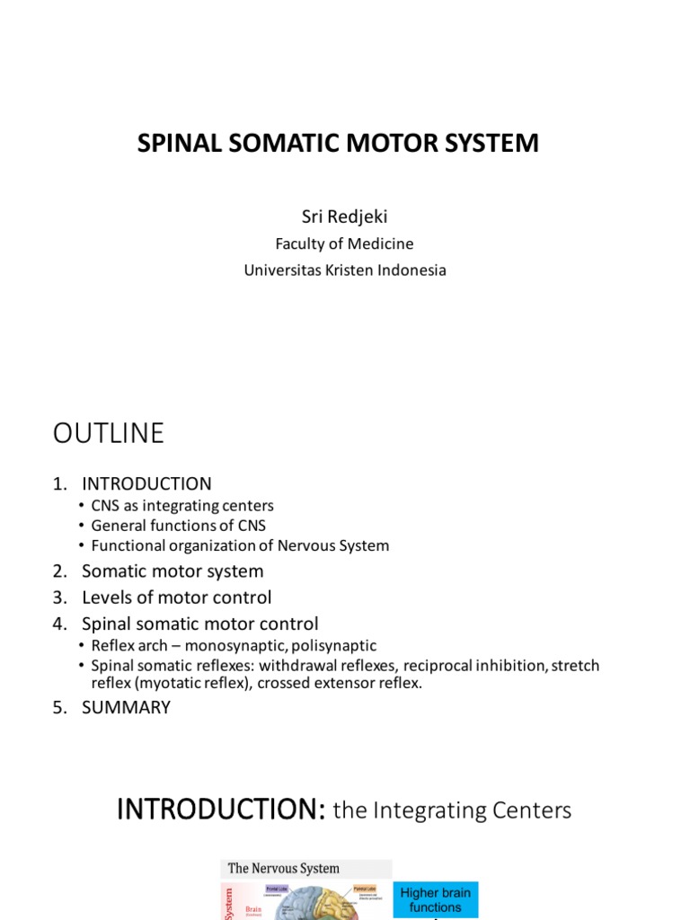 Spinal Motor System | PDF | Physiology | Biology