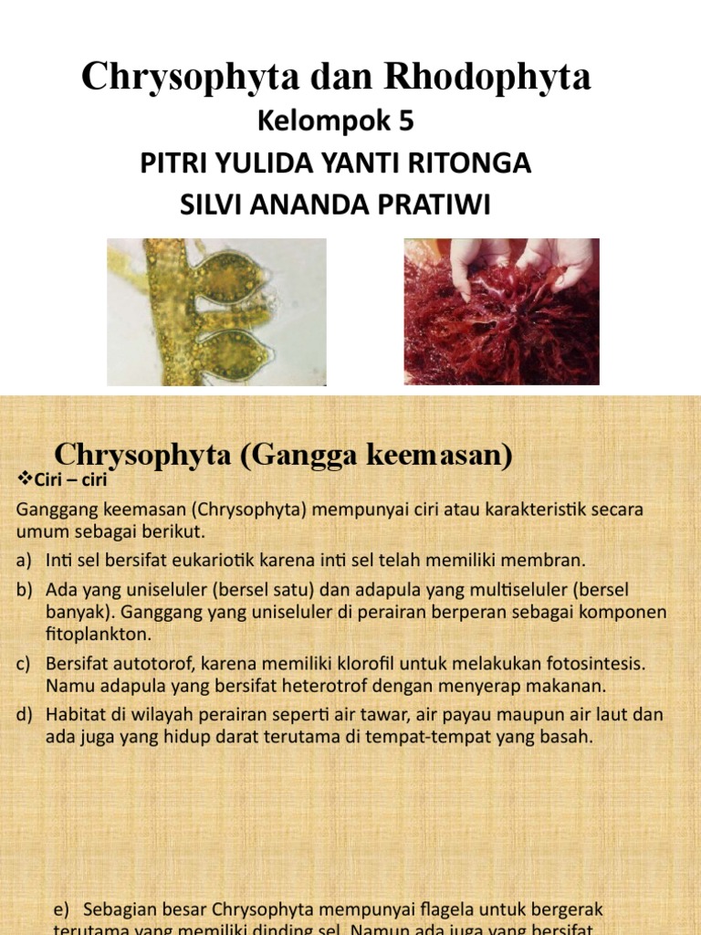 Ciri dan Peranan Chrysophyta dan Rhodophyta | PDF | Griya & Taman ...