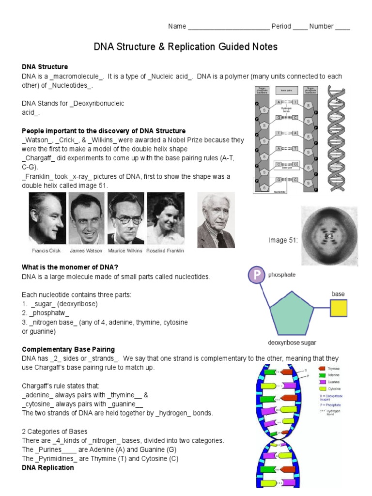 DNA Structure & Replication Guided Notes | PDF | Base Pair | Dna
