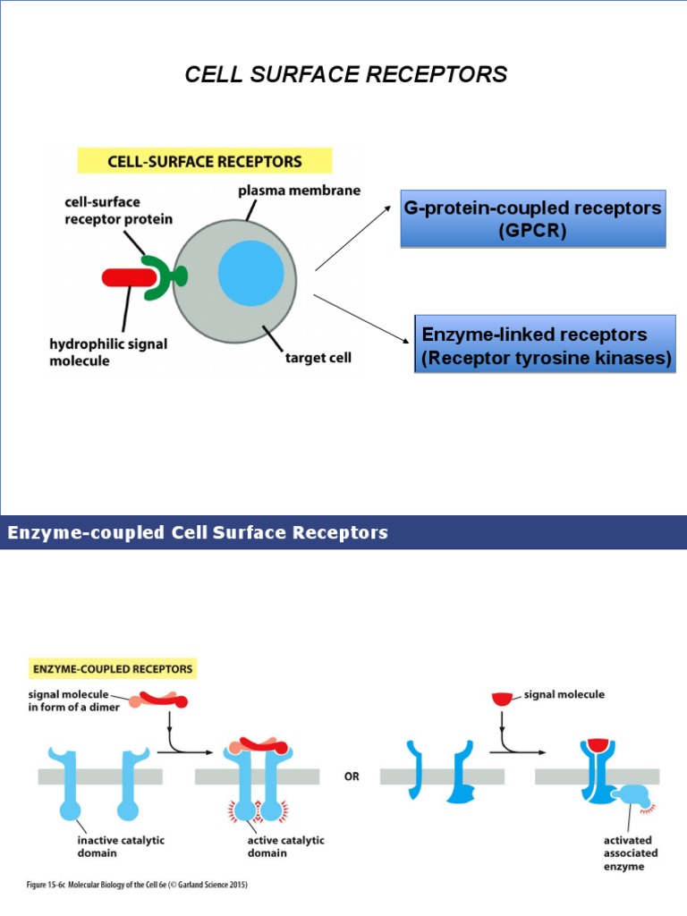 Cell Surface Receptors: G-Protein-Coupled Receptors (GPCR) | PDF ...
