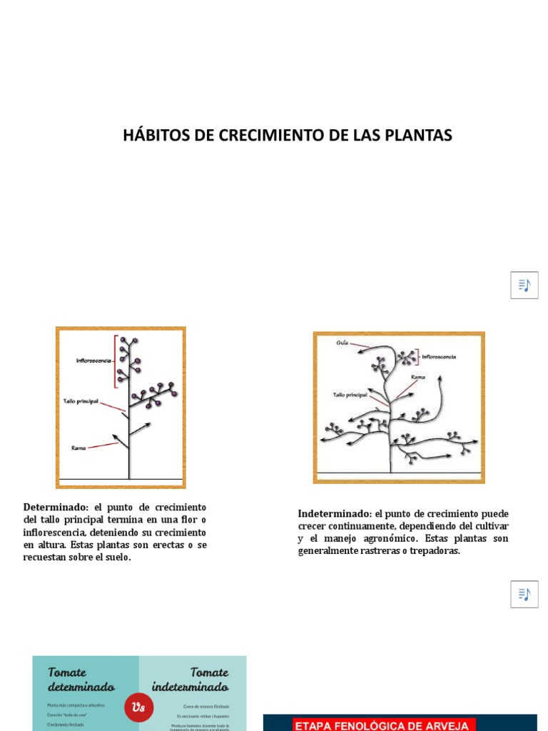 3) Crecimiento Determinado e Indeterminado | PDF