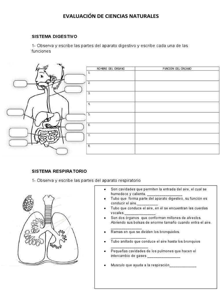 Sistema Digestivo | PDF