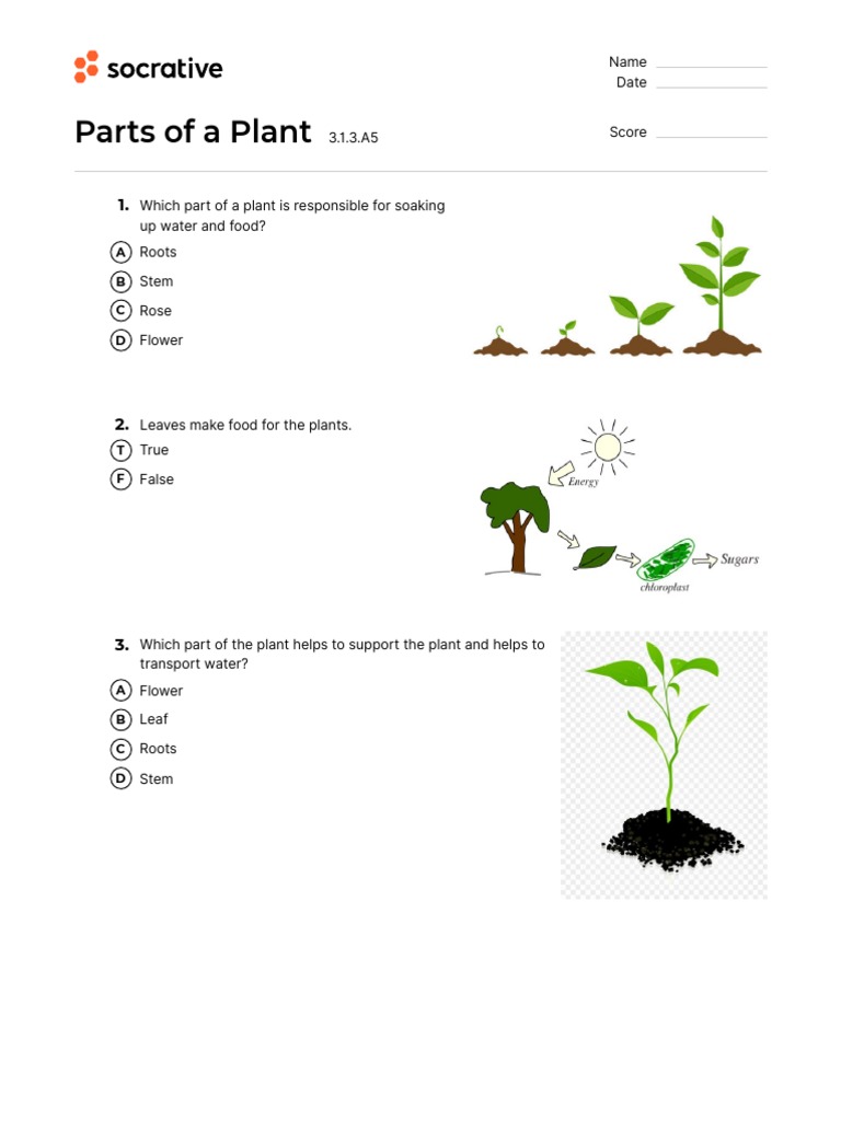 Parts of a Plant Quiz for Kids | PDF